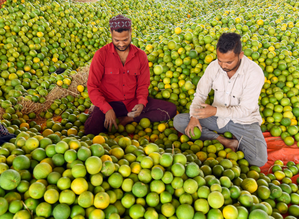 Clean Plant Programme to strengthen India’s horticulture, empower farmers